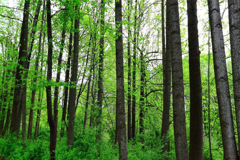 Lush Spring Forest Trees stock image. Image of green - 53551981