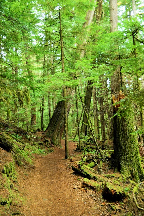 Forest Trees and Vegetation Stock Photo - Image of green, cover: 59737668