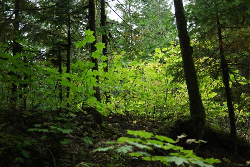 Forest Trees and Vegetation Stock Photo - Image of woodland, beauty ...