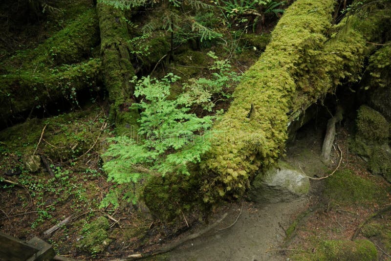 Forest Trees and Vegetation Stock Photo - Image of biome, nature: 59737906