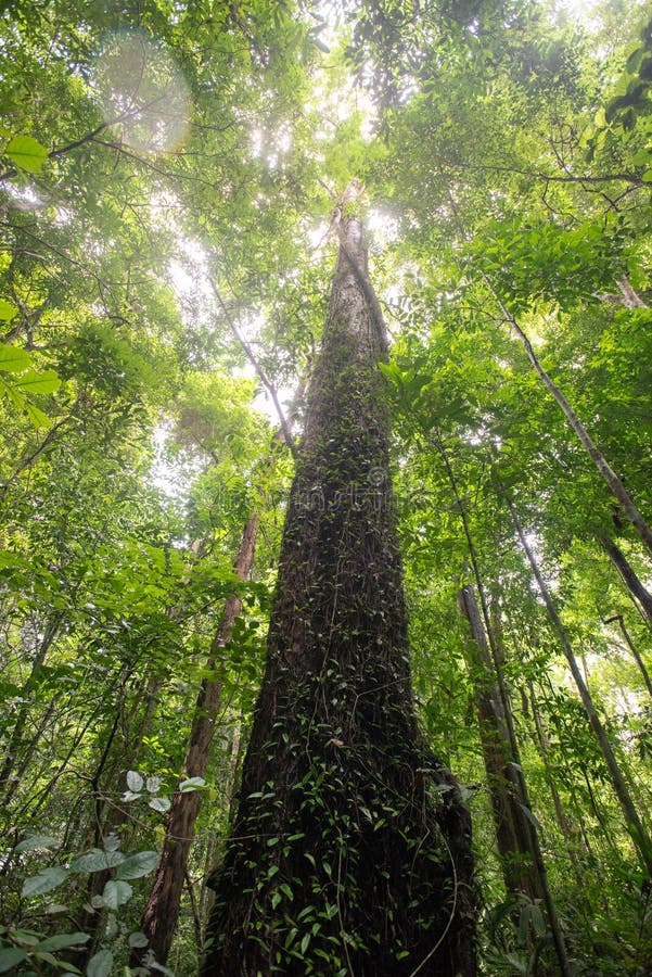 Forest Trees. Vertical Photo of an Old Tree in a Green Forest ,Thailand ...