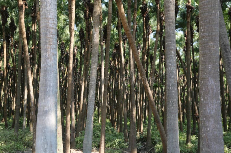 A Forest of Trees with Very Thin Trunk, Their Trunks Like Long Vertical ...