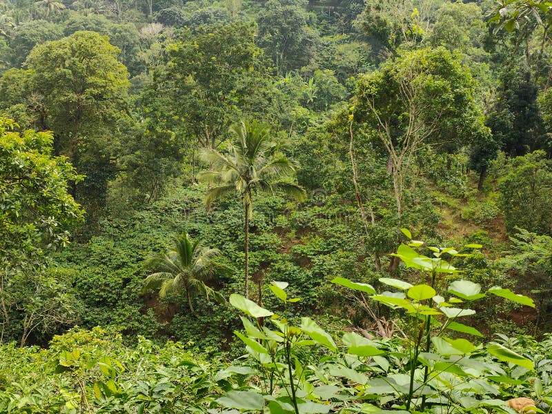 Forest Trees with View from Above, Rainforest Ecosystem and Healthy ...