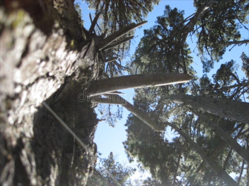 Forest Trees stock image. Image of view, underneath, forest - 43165465