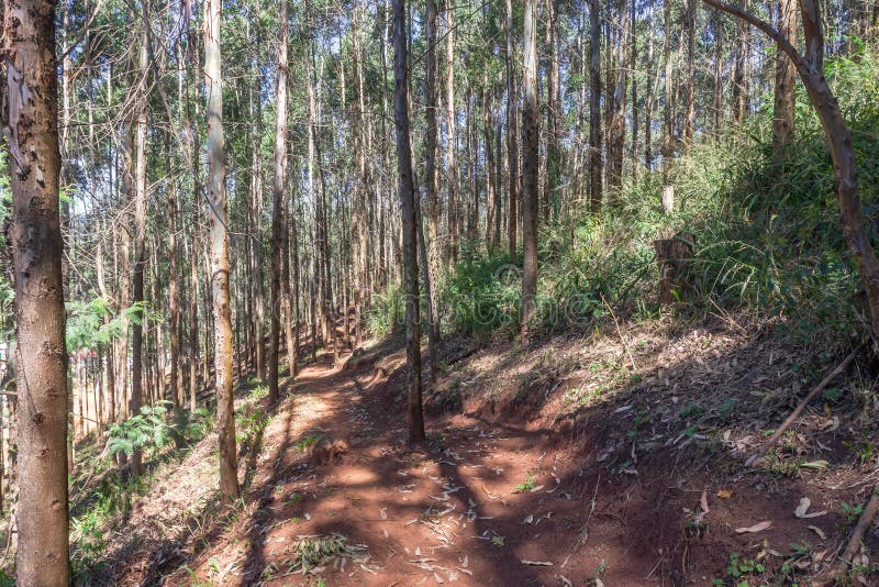 Forest Trees Walking Hiking Path Mountainside Stock Image - Image of ...