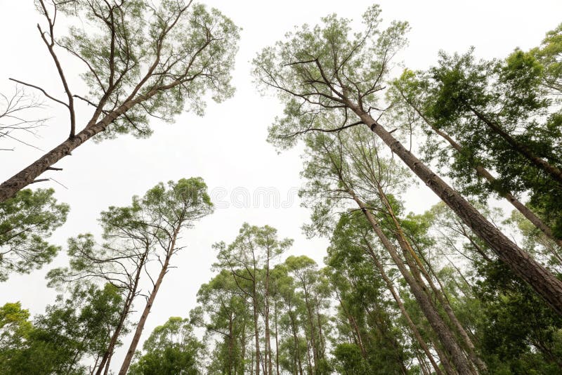 Forest of Trees with White Background Stock Illustration - Illustration ...