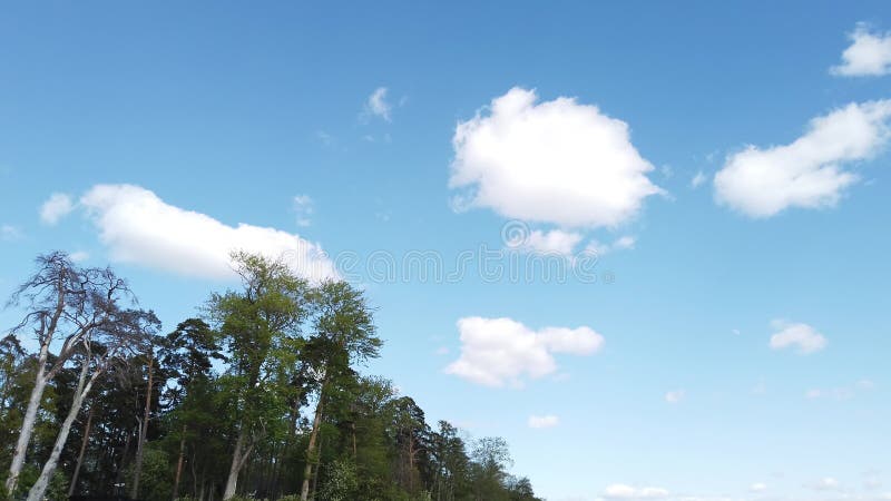 Forest Trees on a Windy Day. Wind Bends Branches with Green Leaves ...