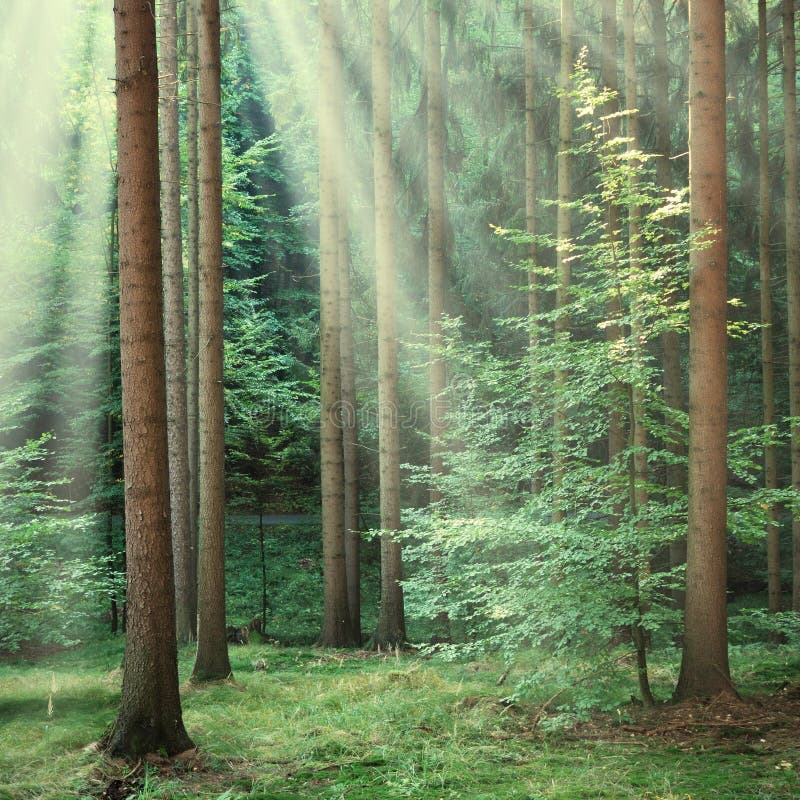 Forest Trees with Yellow Sun Beams Shining through Stock Image - Image ...