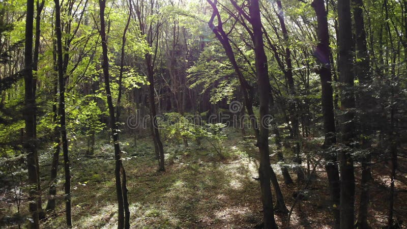 In the Forest between the Trees, Zoom Out. Sun Rays Breaking through ...