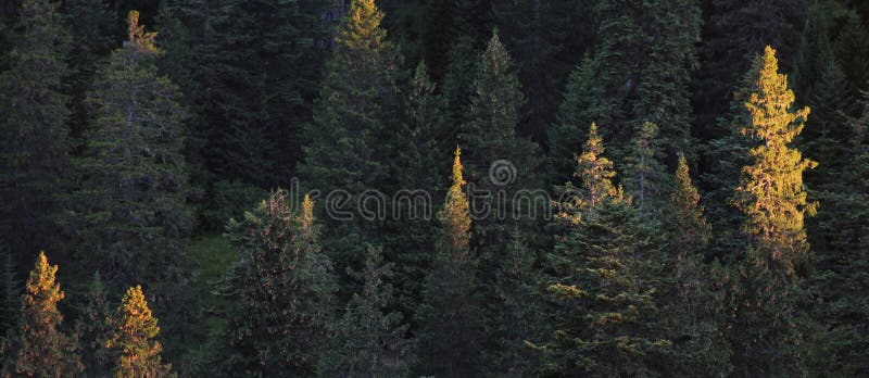 Forest Treetops at Sunrise stock image. Image of countryside - 341048153