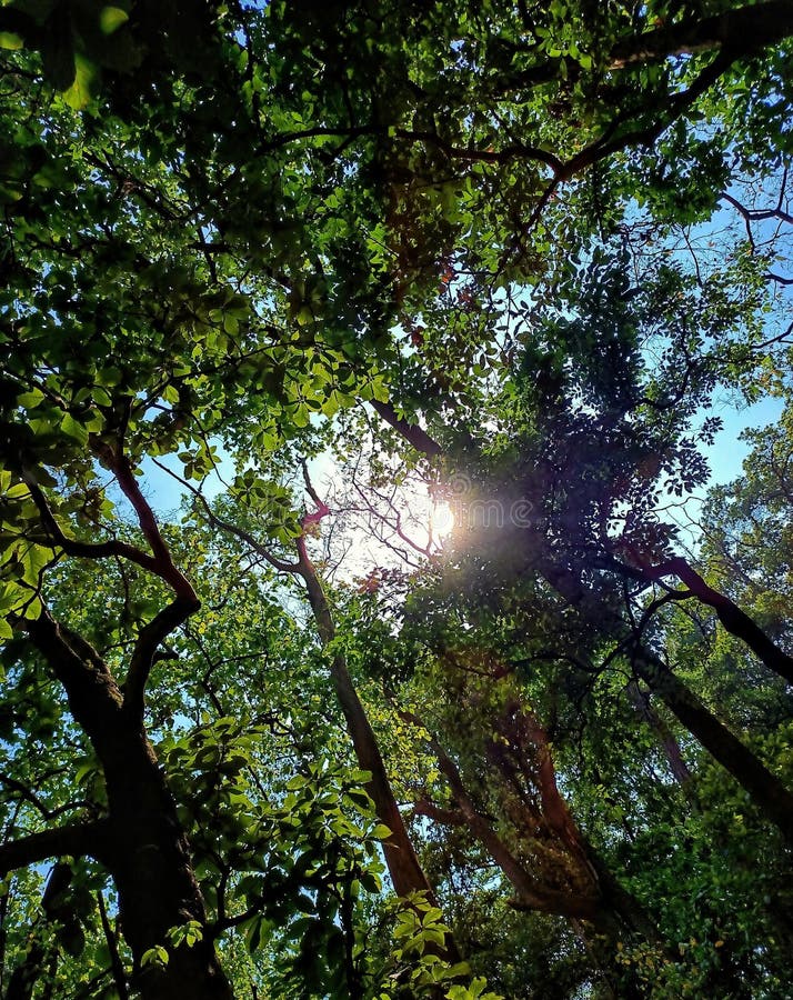 Forest tress and the sun stock image. Image of jungle - 189262531