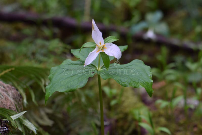 Forest Trillium 02 stock photo. Image of petaled, forest - 152148694