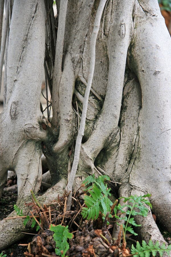 Forest stock image. Image of tropics, plants, jungle - 79249481