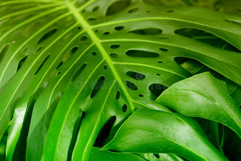 Forest with Tropical Monstera Plants. Nature Green Background Stock ...