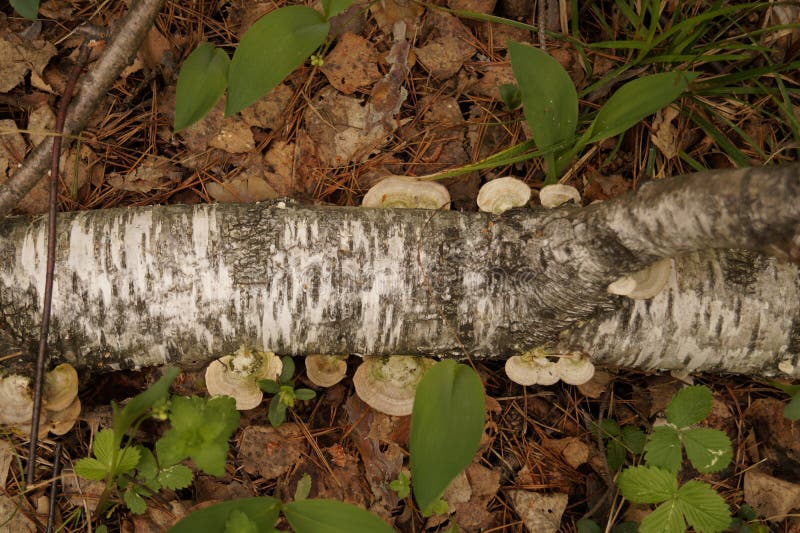 Forest stock photo. Image of birch, tree, grass, trunk - 93775582