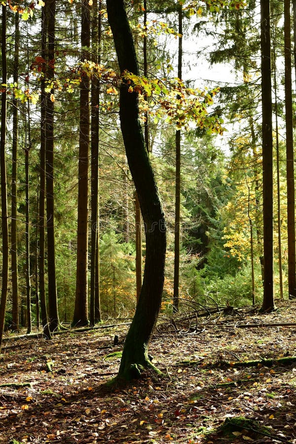 Forest Trunks Autumn Fall German Forest Odenwald Stock Photo - Image of ...