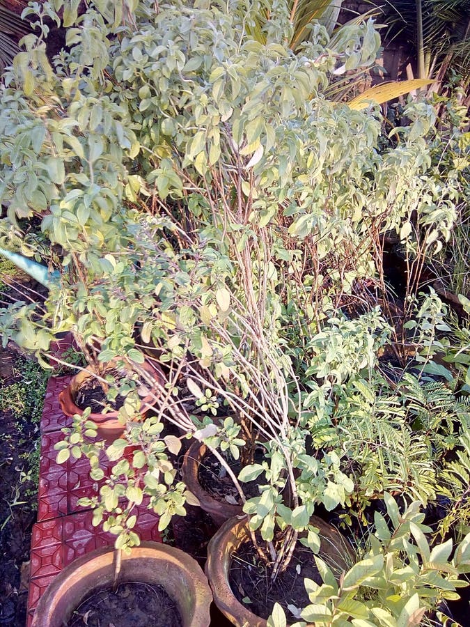 Tulsi tree stock photo. Image of tulsi, ayurvedictree - 129074836