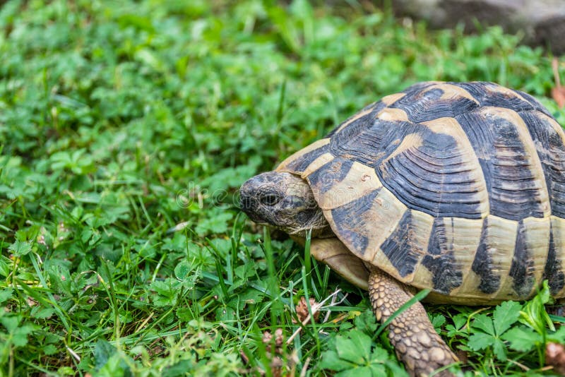 Forest turtle stock image. Image of green, cute, reptile - 99843475
