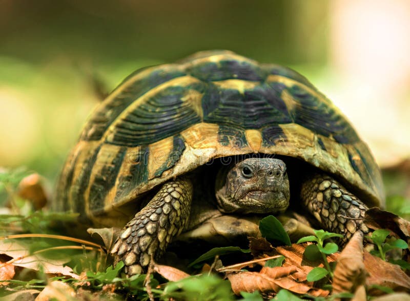 Forest turtle stock photo. Image of path, blanding, habitat - 34249322