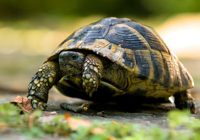 Forest turtle stock photo. Image of animal, giant, foot - 34279476