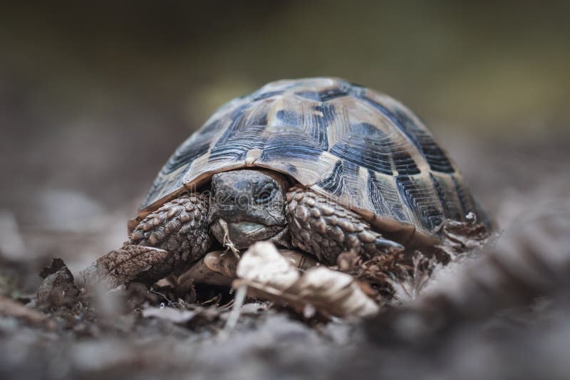 Forest Turtle in a Natural Environment Stock Image - Image of blue ...