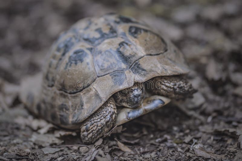 Forest Turtle in a Natural Environment Stock Photo - Image of closeup ...