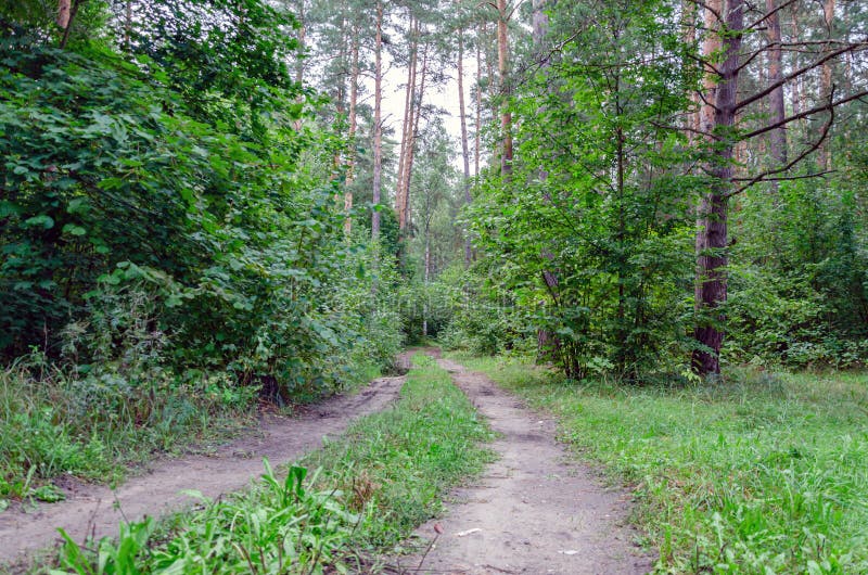 In the Forest, Two Pedestrian Paths Merged into One. Summer Landscape ...