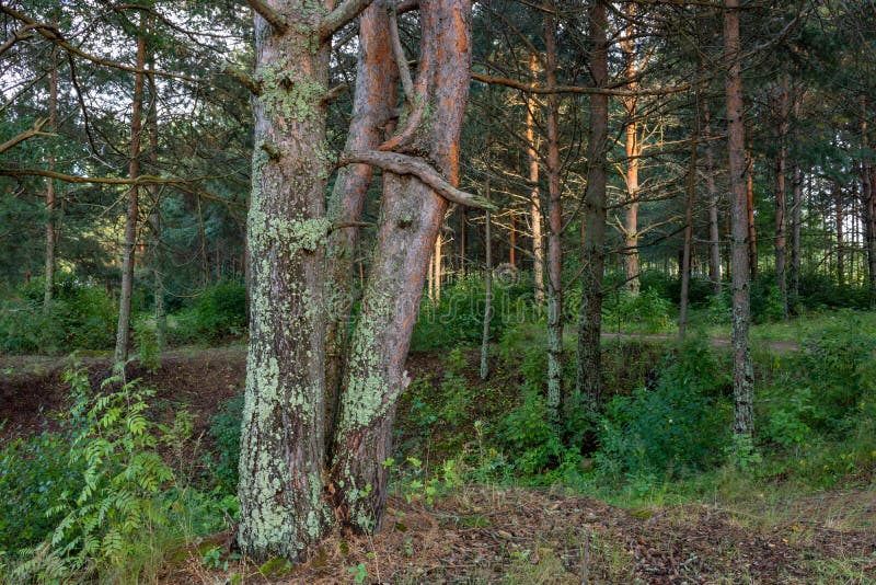 In the Forest Two Pines Grow Side by Side Stock Photo - Image of moss ...