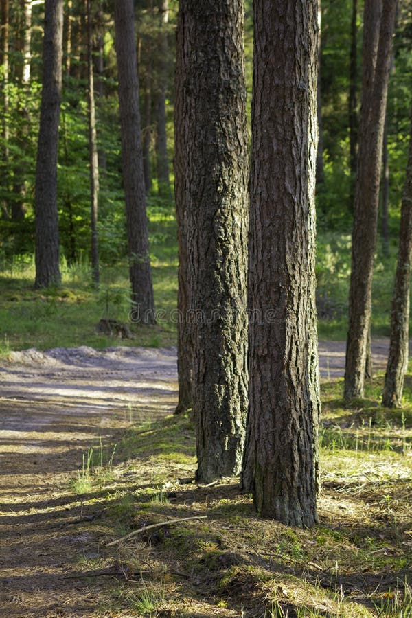 A Forest with Two Trees in the Foreground and a Path in the Background ...