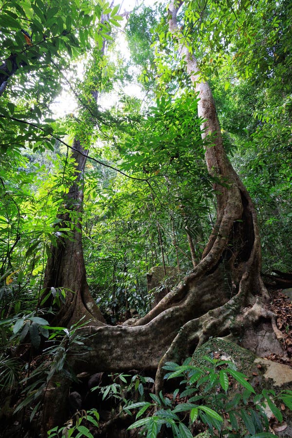 A Forest with Two Trees and a Large Tree with a Hole in it Stock Photo ...