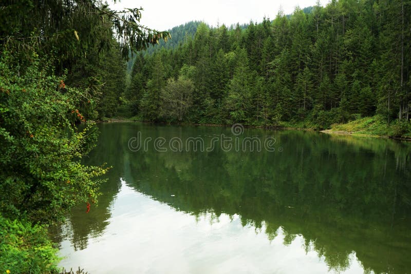 Forest in the Tyrolean Alps Stock Image - Image of earth, fungicide ...