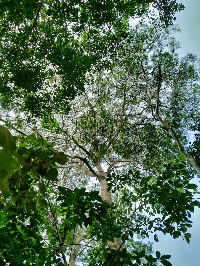 Forest, Under Big Trees that Tower High Above Stock Photo - Image of ...