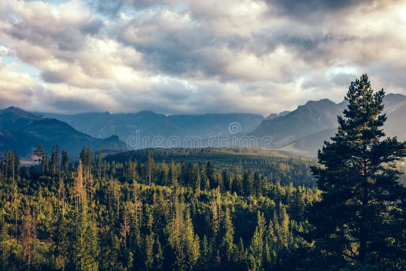 Forest Under Mountain Peaks in Clouds at Sunset. Tatra Mountains ...