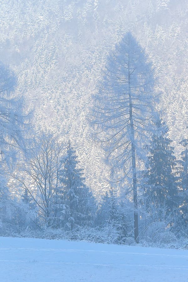 Forest Under the Snow, Canopy Stock Image - Image of rock, clouds ...