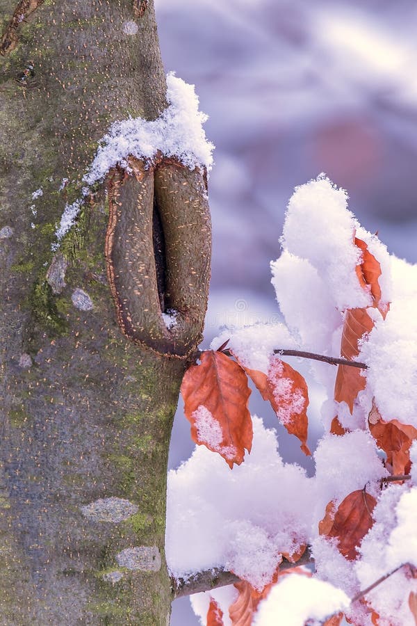 Forest Under the Snow, Canopy Stock Photo - Image of mountains, nature ...