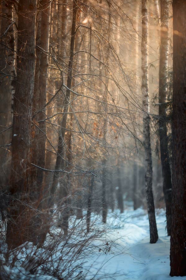 Forest Under Snow at Sunny Evening Stock Photo - Image of seasons ...