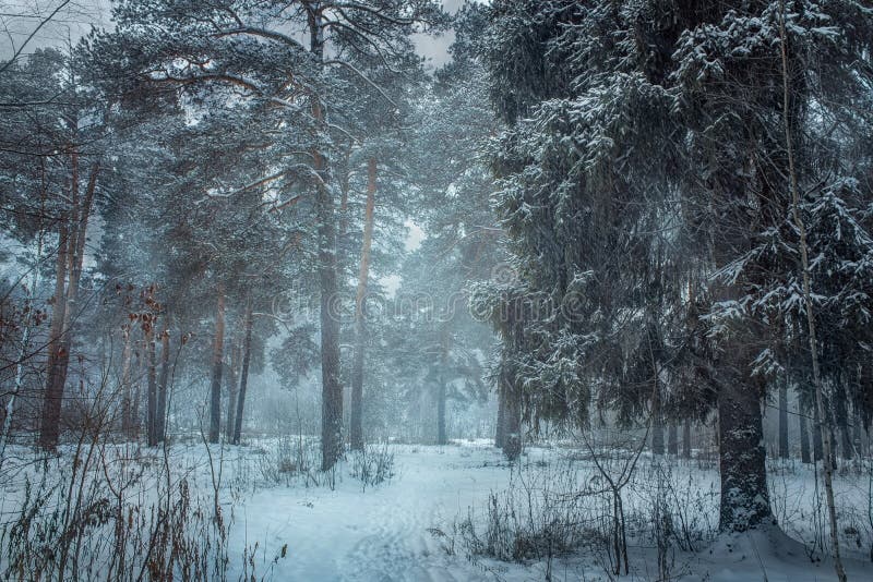 Forest Under Snow at Cloudy Day Stock Image - Image of evening, snow ...