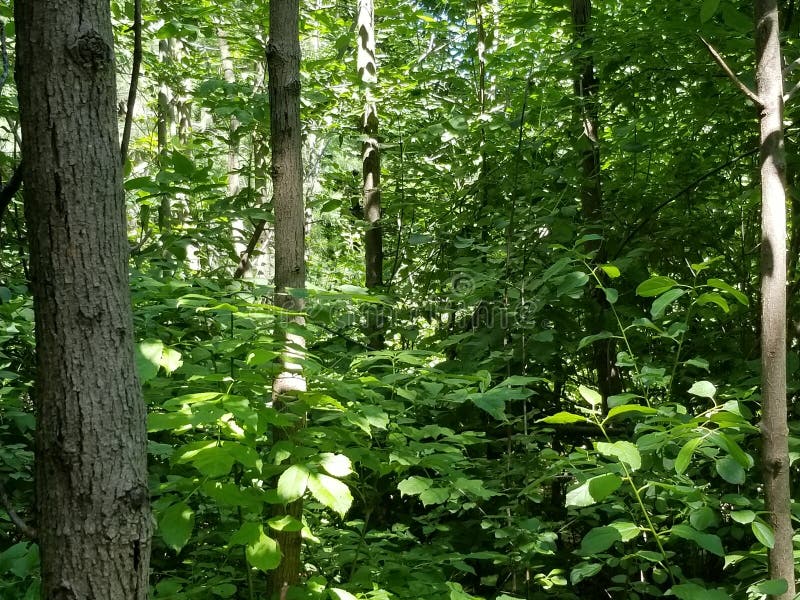 Forest Under a Warm Shining Summer Sun Stock Photo - Image of shining ...