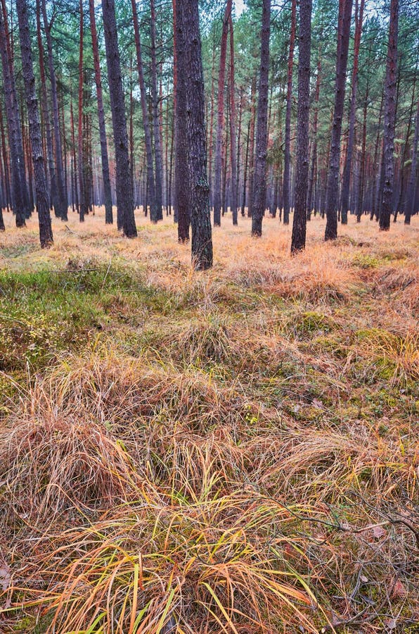 Undergrowth in autumn stock photo. Image of logs, undergrowth - 11775420
