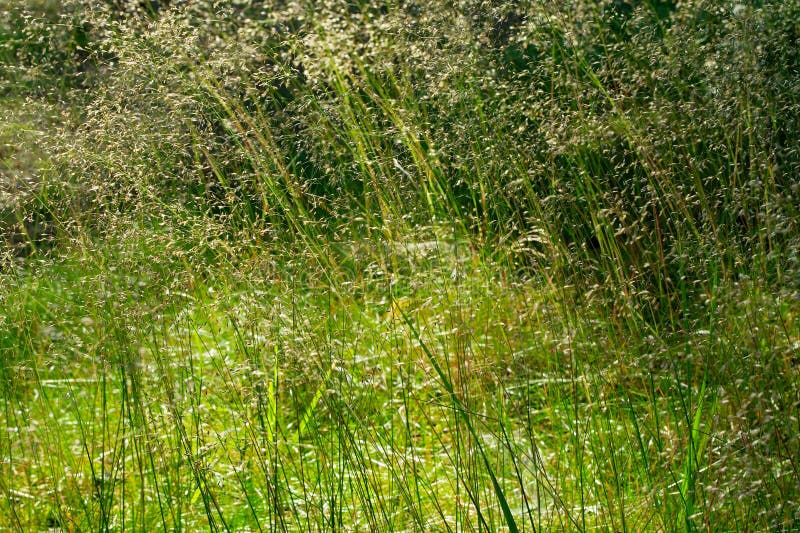 Forest Undergrowth Vegetation. Grass Growing on Herbaceous Layer of ...