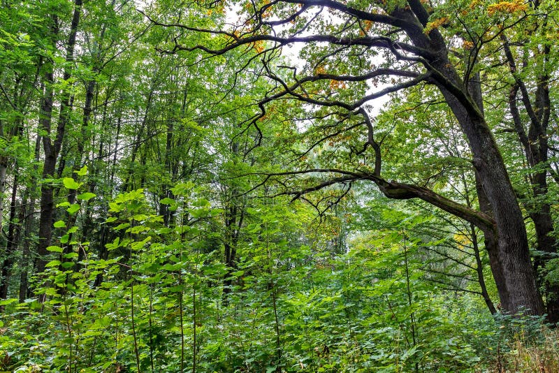 Forest Undergrowth Vegetation. Grass Growing on Herbaceous Layer of ...