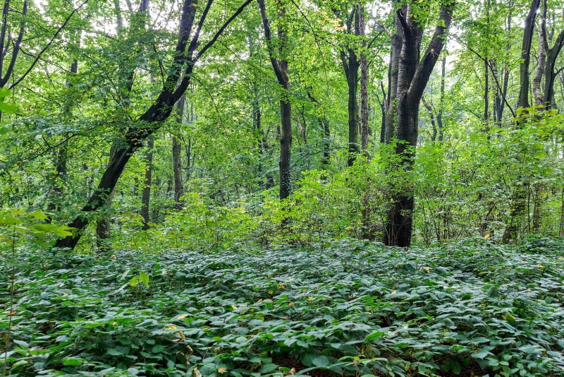Forest Undergrowth Vegetation. Grass Growing on Herbaceous Layer of ...
