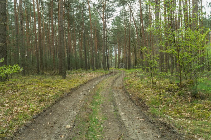 Forest, an Unpaved Road through a Pine Forest. Stock Image - Image of ...