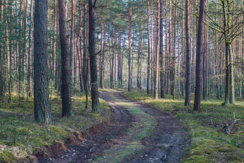 Forest, an Unpaved Road through a Pine Forest. Stock Photo - Image of ...