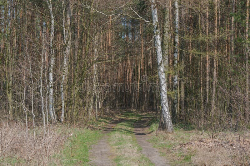 Forest, an Unpaved Road through a Pine Forest. Stock Image - Image of ...