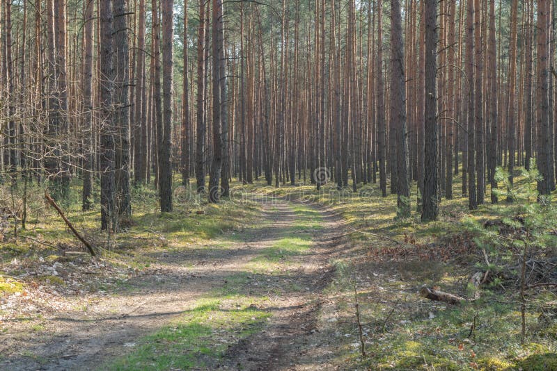 Forest, an Unpaved Road through a Pine Forest. Stock Image - Image of ...