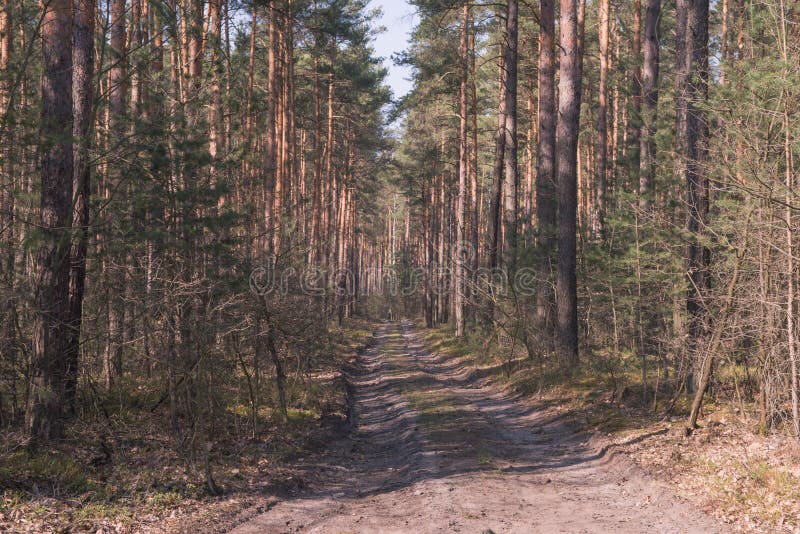 Forest, an Unpaved Road through a Pine Forest. Stock Image - Image of ...