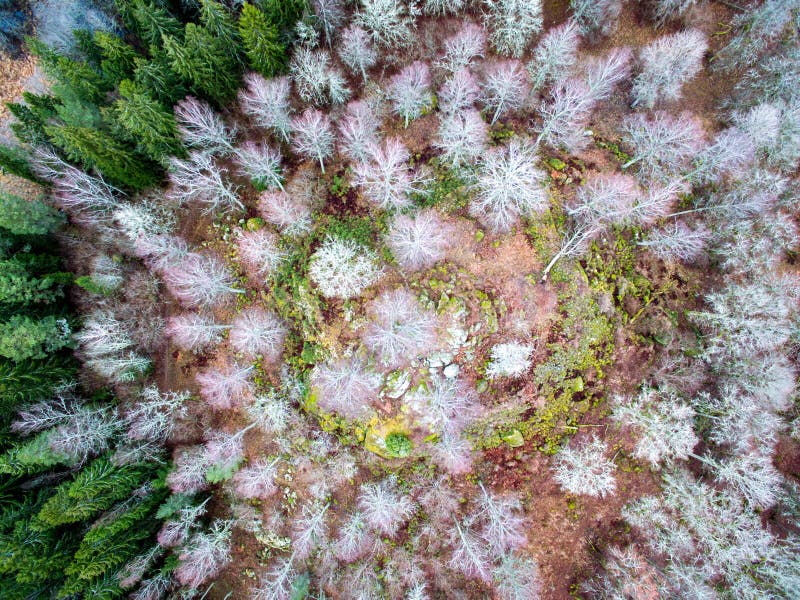 Forest stock image. Image of scenery, reflection, autumn - 63941531