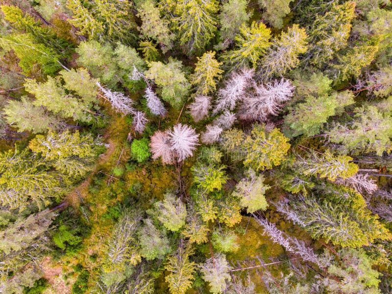 Forest from up high stock photo. Image of camp, reflection - 148089486