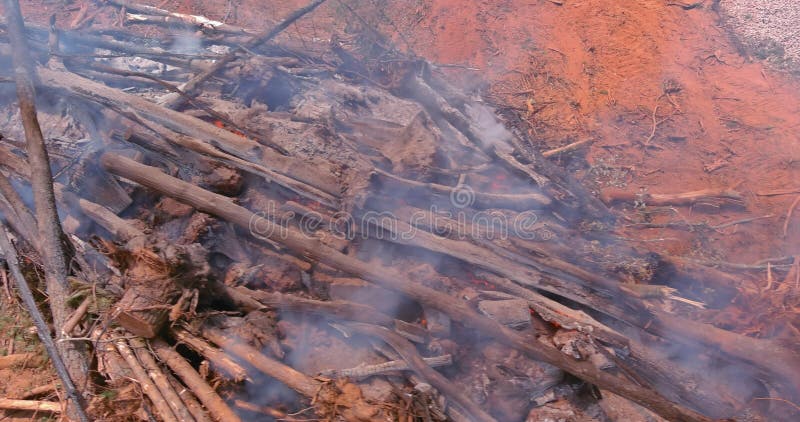 A Forest is Uprooted and Burned As Part of the Process of Developing ...